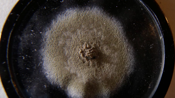 This sample of dried-up mold just sold for $15,000