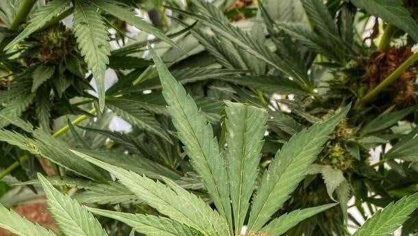 California Cannabis Company Accused Of Culture Of Sexual Harassment