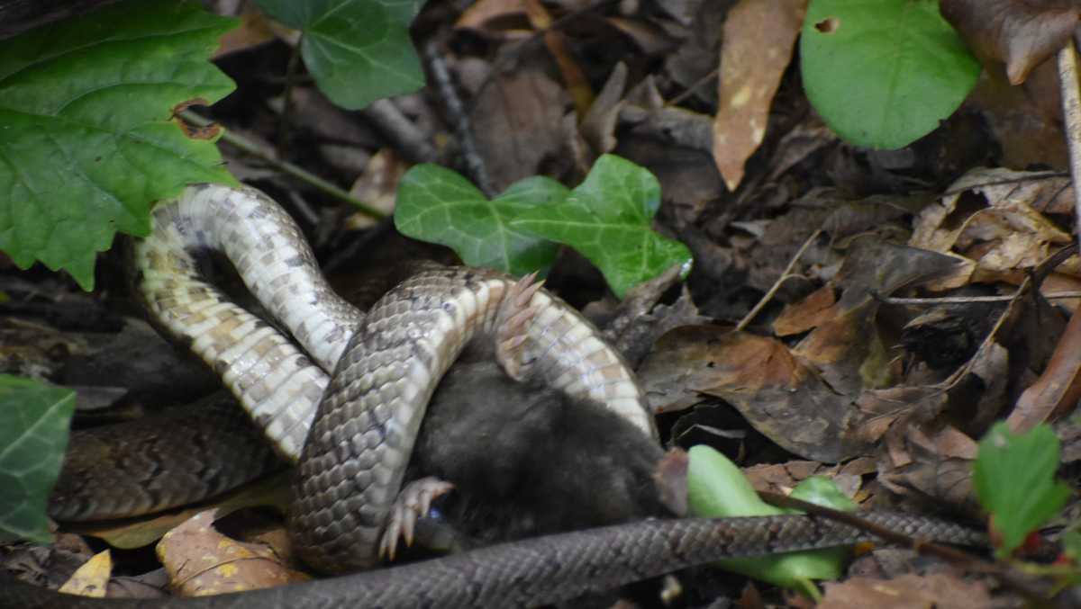 Rare Video in North Carolina: Snake attacking prey