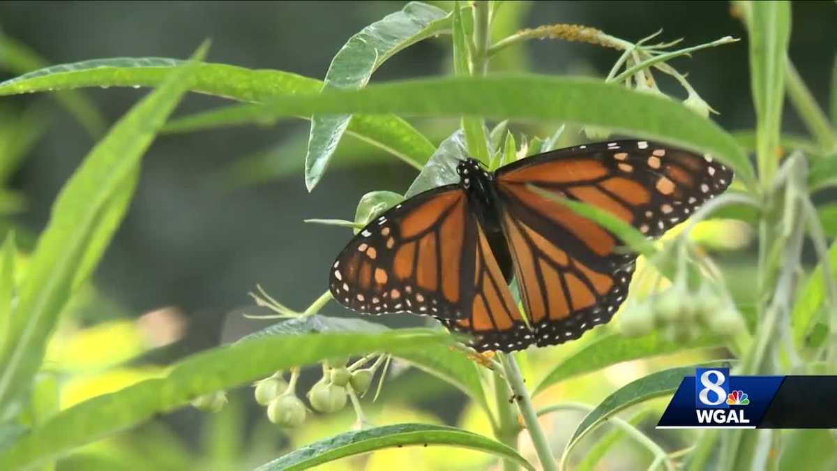 Monarch butterfly sanctuary in woman's backyard serves as tribute to ...