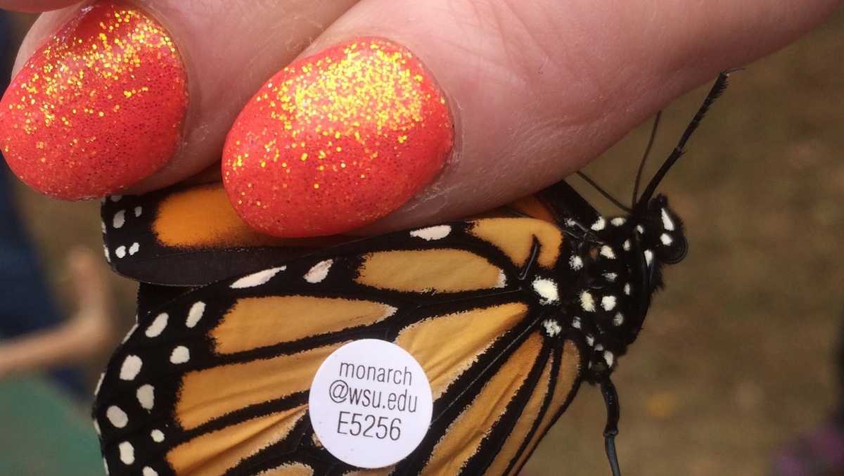 Butterfly summit held in midst of Monarch crisis