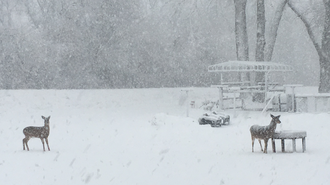 PHOTOS: Monday's winter storm