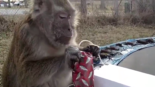 Adorable! This monkey couldn't wait to open his presents for his 17th ...