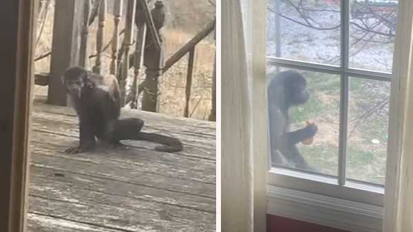Monkey shows up on Kentucky grandpa's porch, then befriends his family