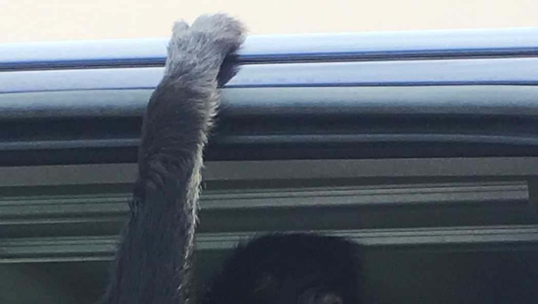 New video shows monkey on the loose in Home Depot