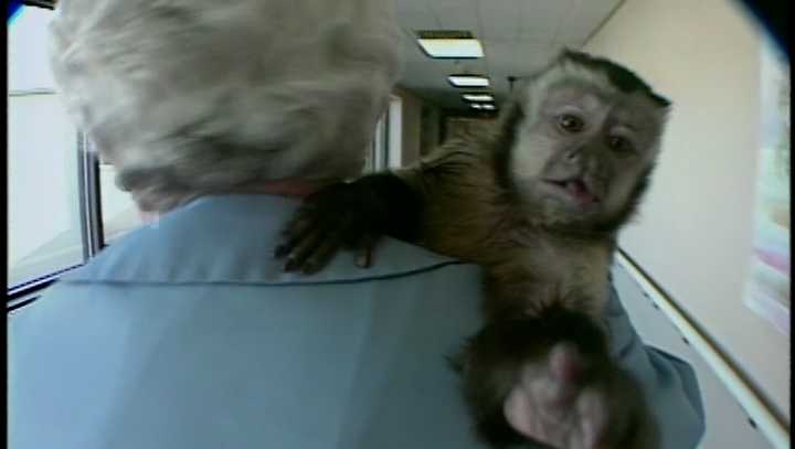 Omaha nursing home gets friendly visit from therapy monkey 1995