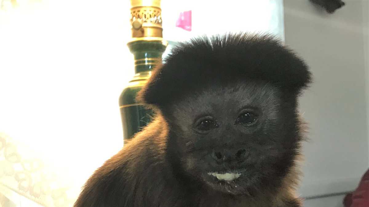 Monkey helpers changing life for patients with spinal cord injuries