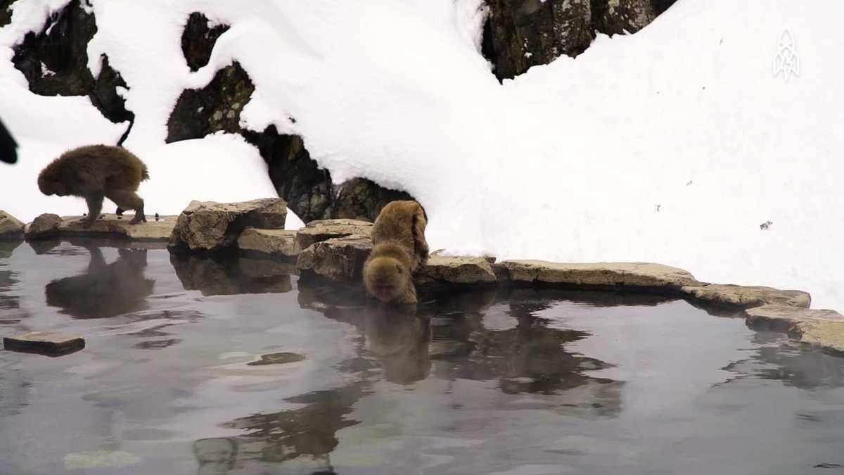 Japan's All-Natural Monkey Spa