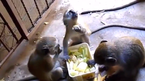 Adorable baby monkeys feast on a box of food