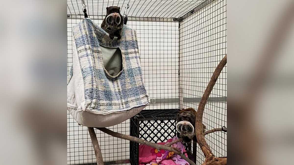 Monkeys missing for a day from Dallas Zoo get fed, snuggle up