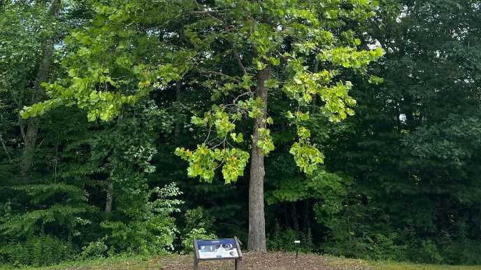 Shelbyville school to receive tree that was flown around the moon