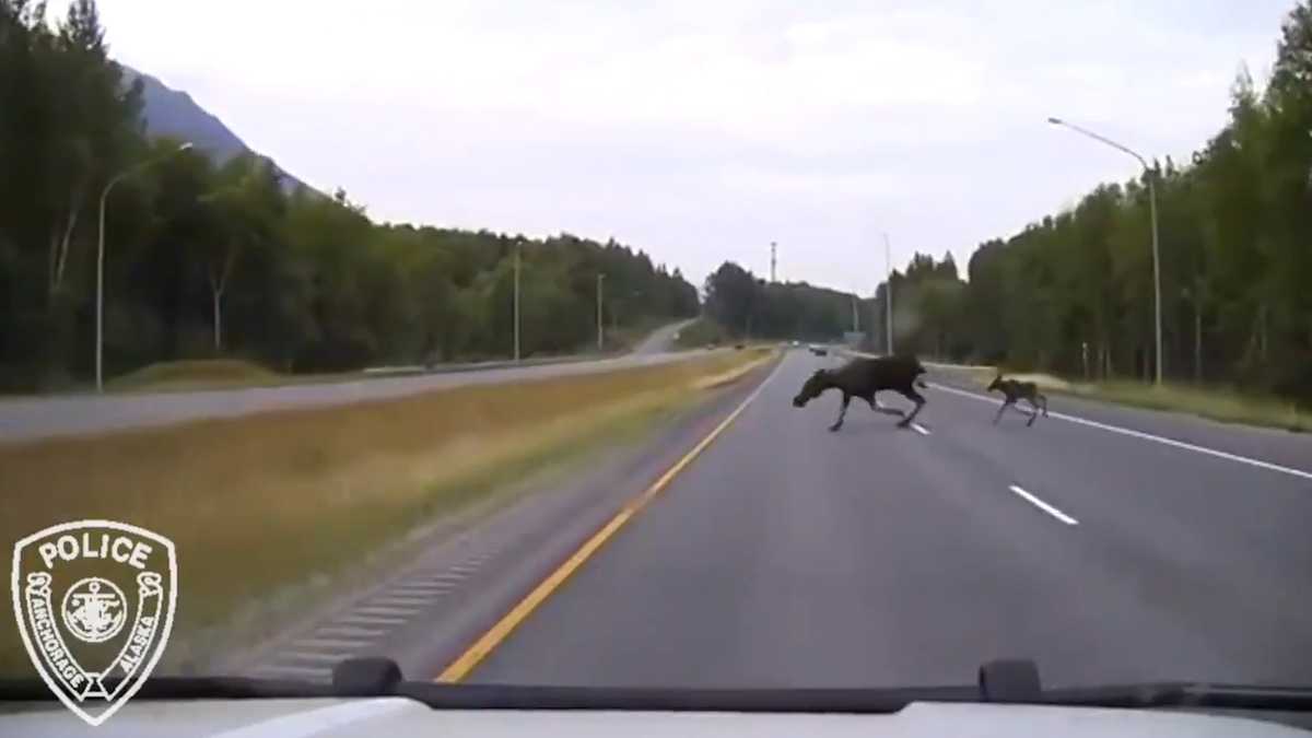 VIDEO: Police officer narrowly misses hitting moose, its baby on busy ...