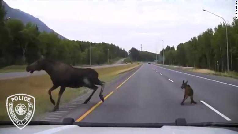 Cop nearly hits moose family on Alaskan highway