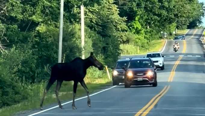 Multiple moose were spotted in the Yarmouth area on Monday
