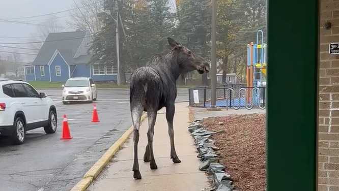 'Holy cannoli': Moose wanders by Rutland, Massachusetts, elementary school