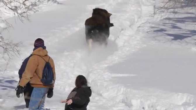 Caught on Camera: Moose charges at group of hikers