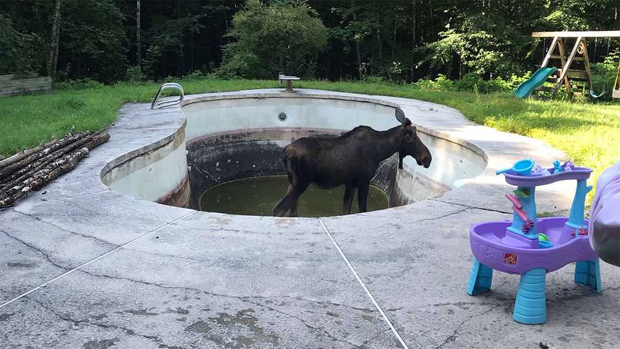 Looking to take a dip? Moose spotted inside Farmington pool