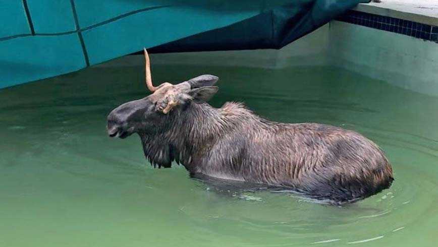 Moose rescued in NH after getting stuck under cover of inground pool