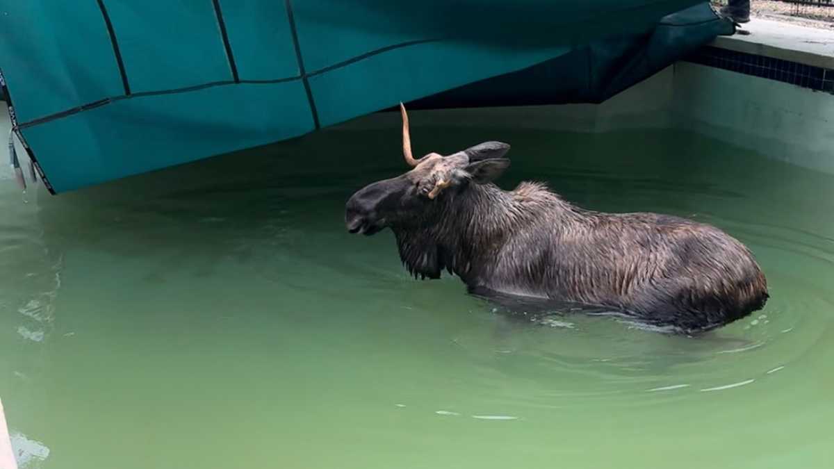 Moose gets stuck in swimming pool in Bedford, New Hampshire