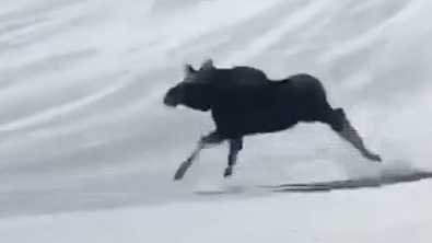 Moose on the loose! Animal races to catch up to snowboarder
