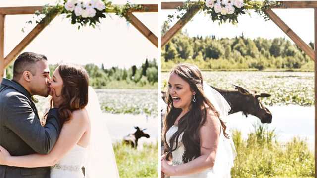 Moose crashes couple's wedding, photobombs first kiss picture