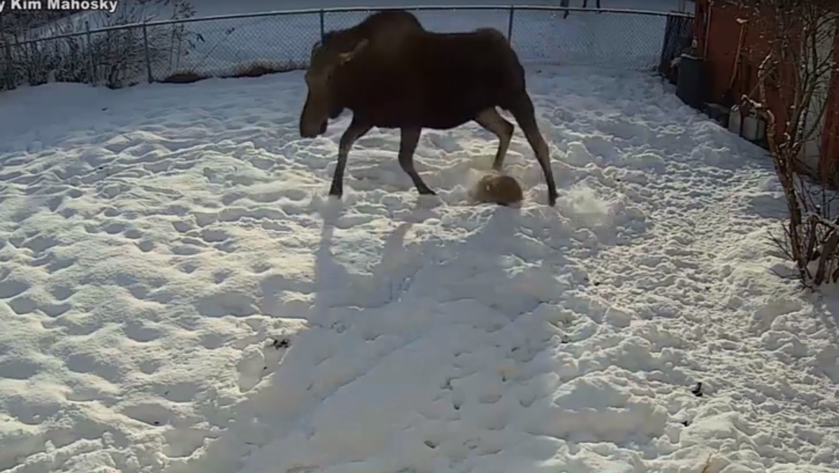 Surveillance camera captures moose stomping dog in backyard