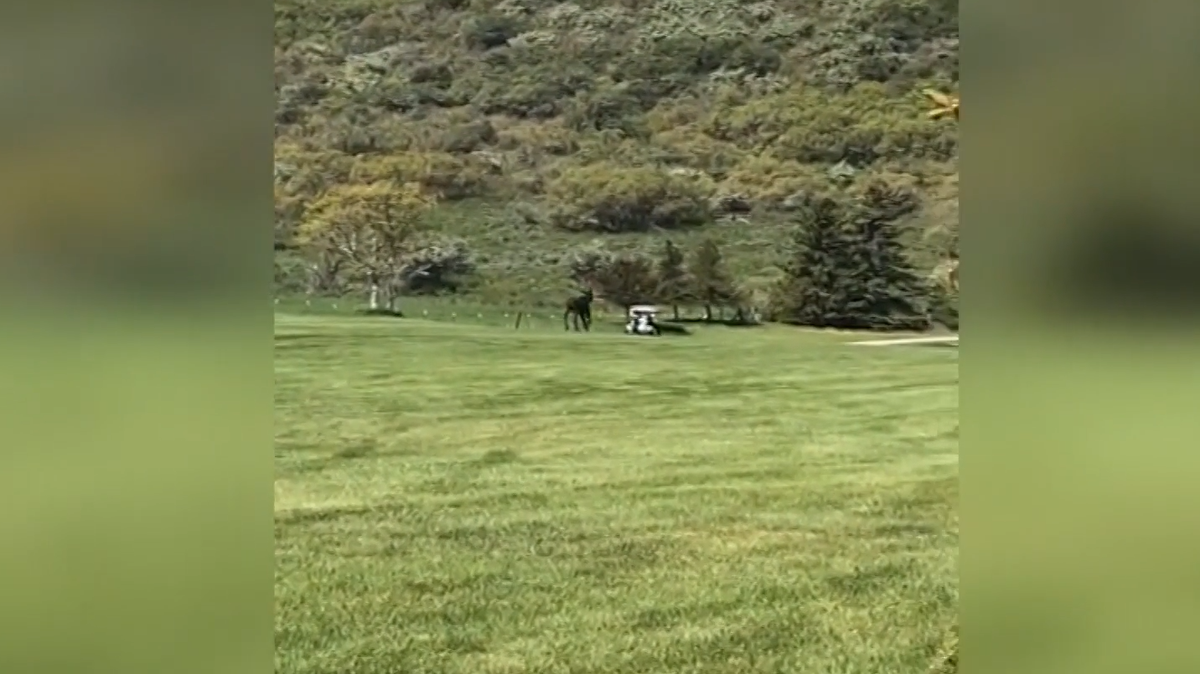 Wild video shows 'gigantic' moose chasing golfers off course