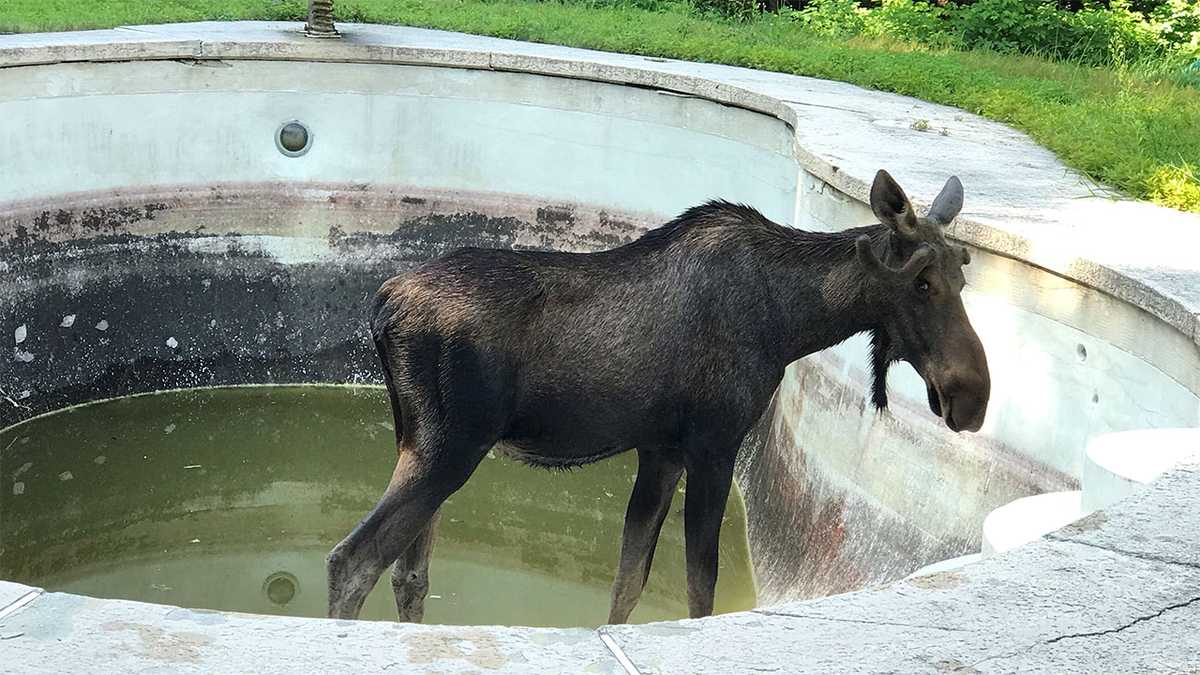 Looking to take a dip? Moose spotted inside Farmington pool