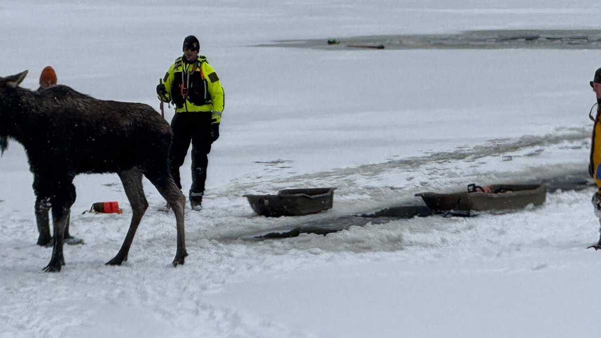 New York DEC officers, forest rangers rescue moose from frozen water in ...