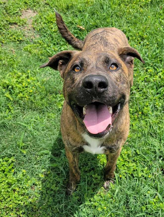 Marion County Animal Services: Meet the adoptable pets
