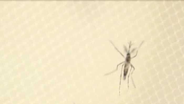 Mosquito populations explode after recent heat, rain