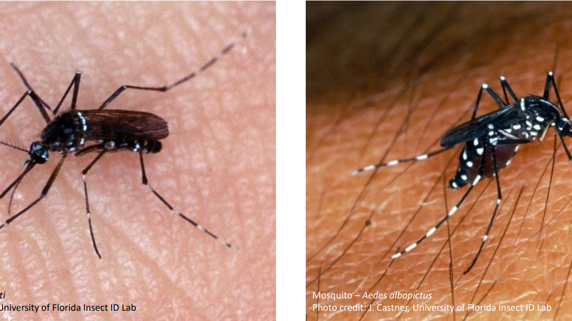 Fighting South Florida pests: How to manage mosquitoes