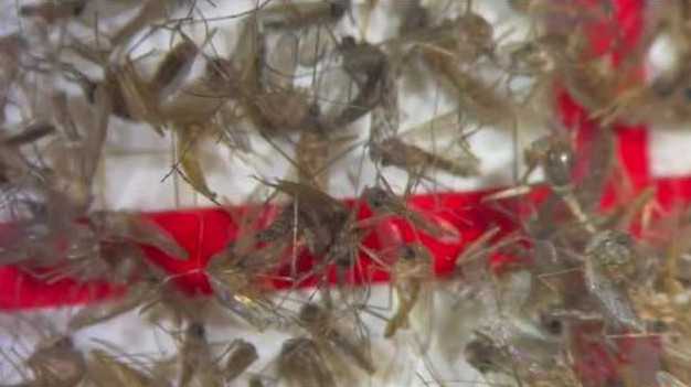Mosquito protection: Seminole County expert gives tips for minimizing mosquitoes