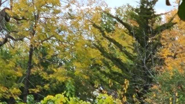 VIDEO: Moose spotted roaming the streets of Plattsburgh