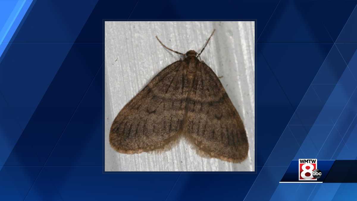 Flies to be released to control invasive, destructive moths