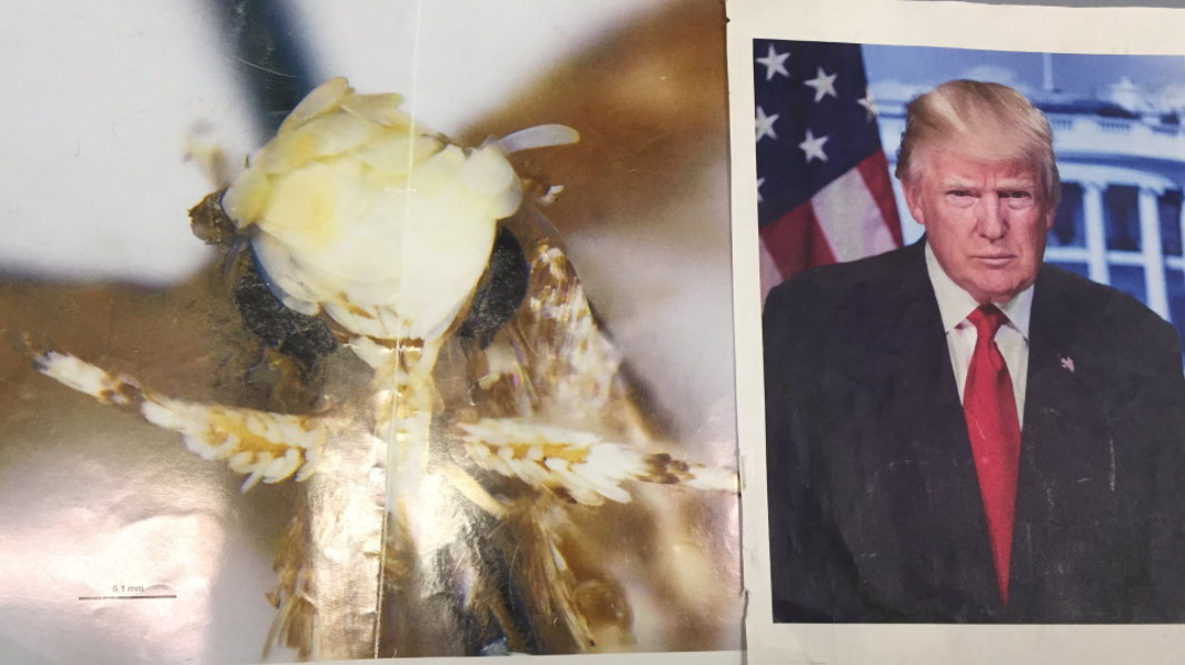 Meet moth species named after President Donald Trump