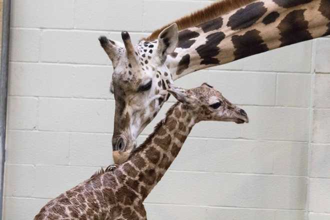 Audubon Nature Institute welcomes birth of baby giraffe