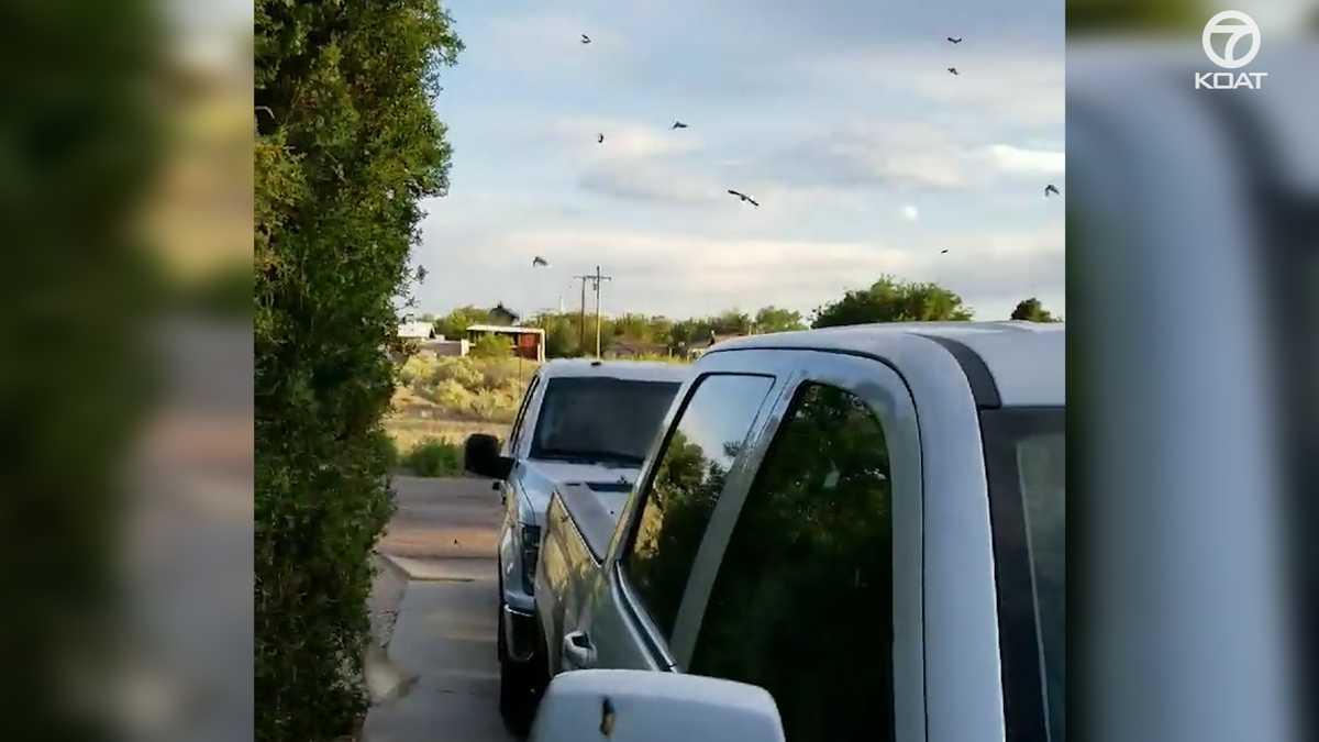 Moth invasion hits parts of New Mexico