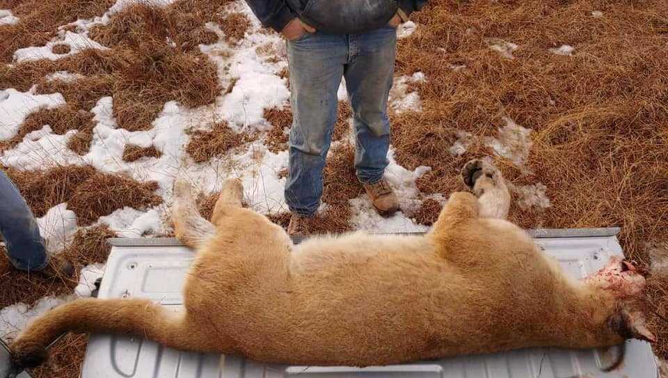 Mountain lion carcass found by hunters in north-central Kansas