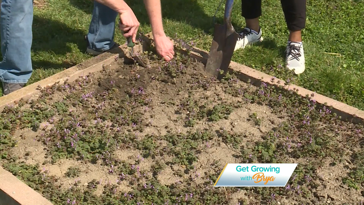 Get Growing with Brya: Step 1 Garden Prep