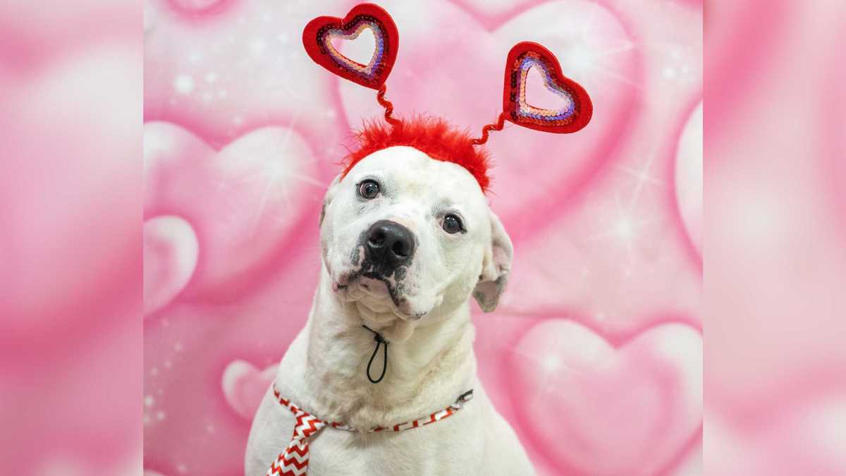 Shelters highlight pets in need of a home on Valentine's Day