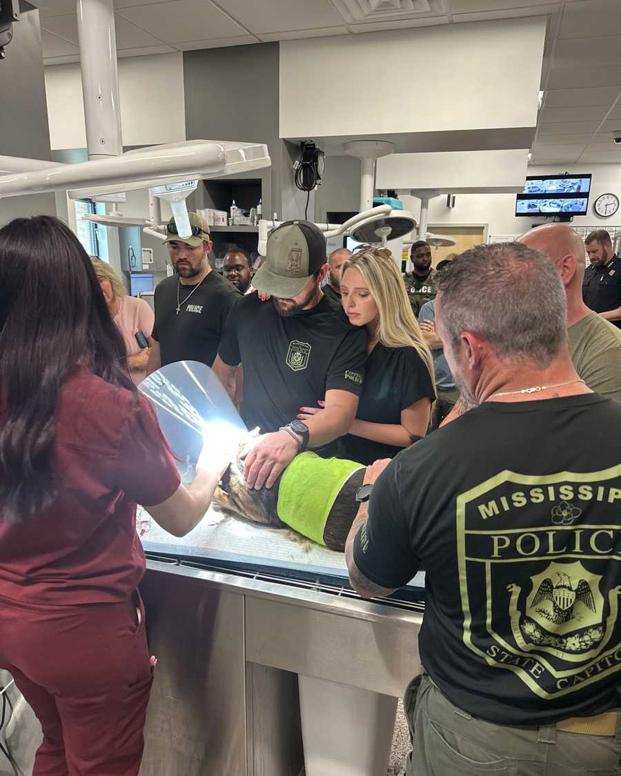 Wounded K9 treated at MSU College of Veterinary Medicine