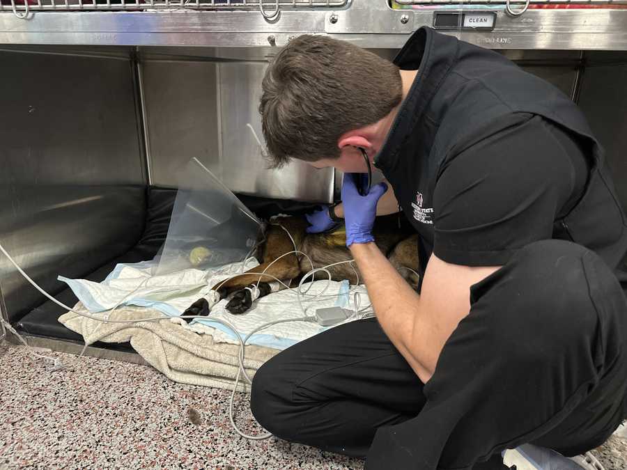Wounded K9 treated at MSU College of Veterinary Medicine