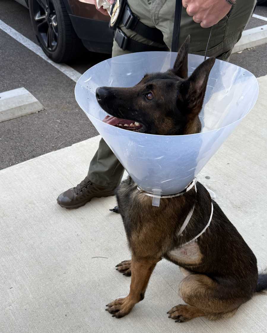 Wounded K9 treated at MSU College of Veterinary Medicine