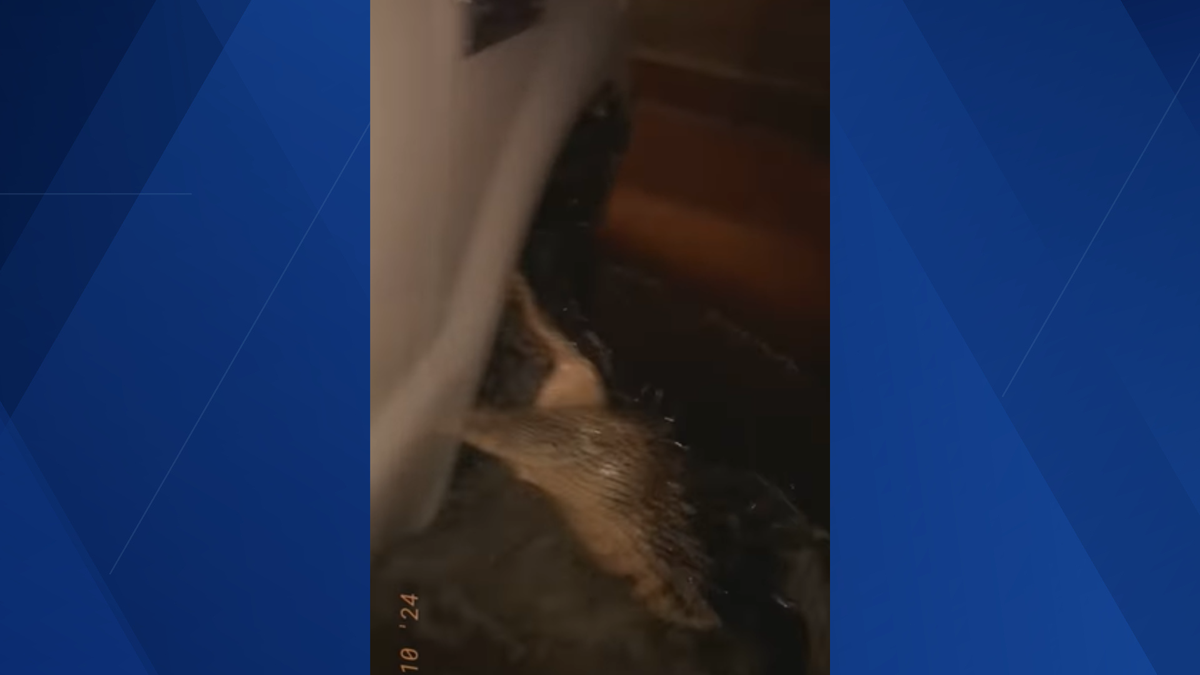 Video: Alligator appears from Hurricane Milton floodwaters in Southwest ...