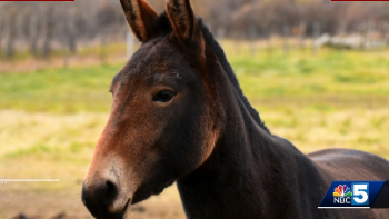 North Country man charged after stealing mule, police say