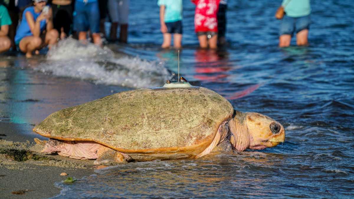 Largest loggerhead sea turtle ever rescued in New England released into ...