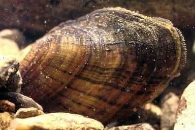 Protesters gather in Brevard to stop construction of Dollar General ...