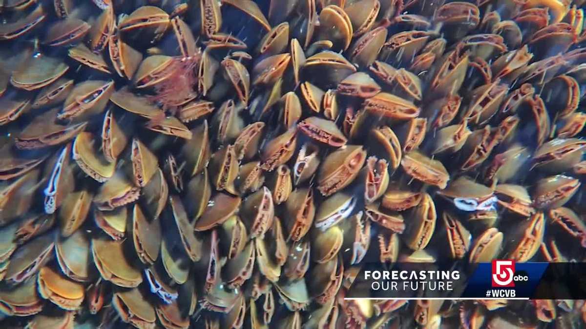 Forecasting Our Future: Robotic mussels may hold key to saving New ...