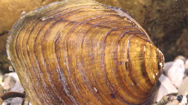 Protections proposed for two mussel species that can be found in ...